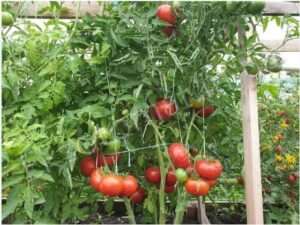 When to Plant Tomatoes in Oklahoma - Gardenic Home
